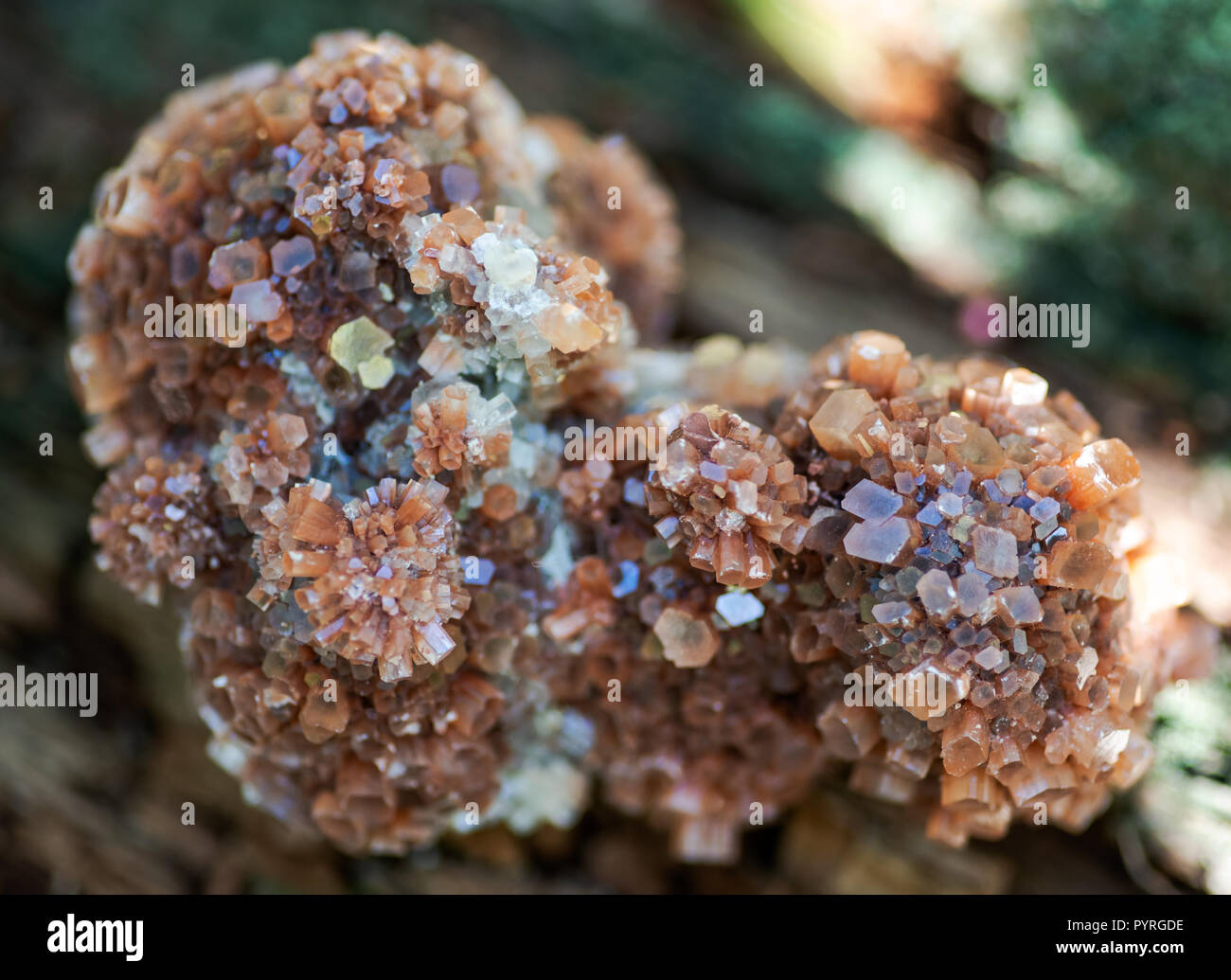 Aragonite star cluster from Morocco on fibrous tree bark in the forest ...