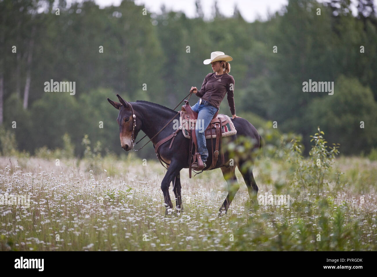 Beautiful women on horseback hi-res stock photography and images - Alamy