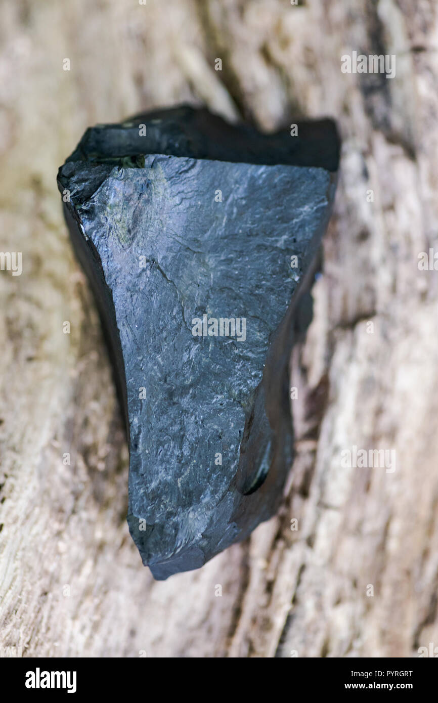 Natural Jet chunk from Russia on a tree bark in the forest preserve ...