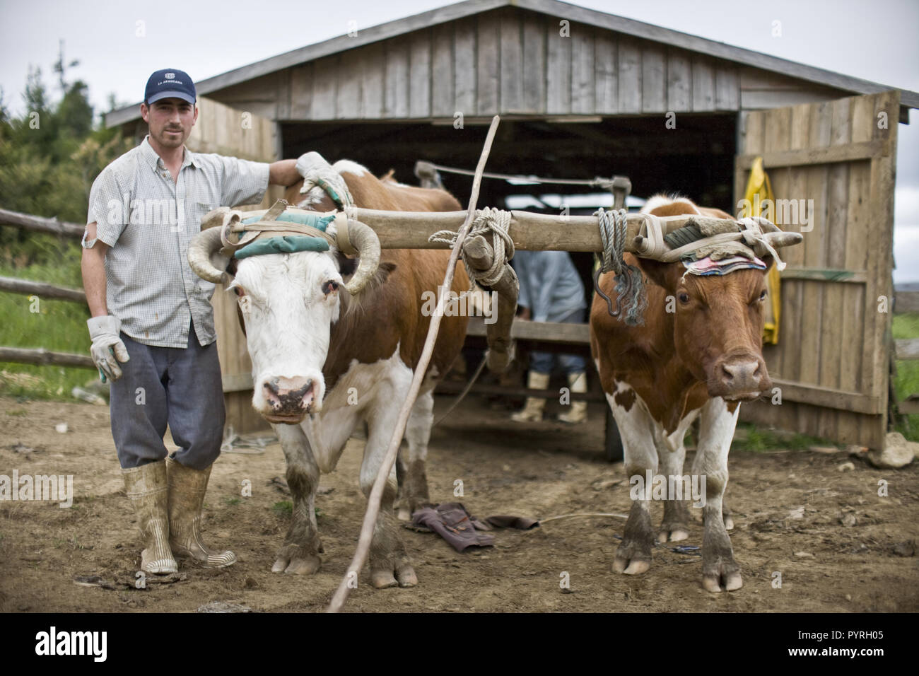 Agriculture people cows latin america hi-res stock photography and ...