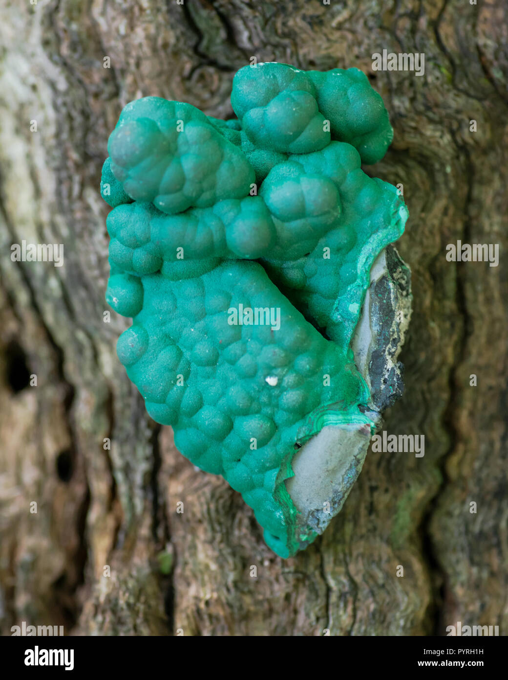 Botryoidal malachite cluster from Democratic Republic of the Congo on a ...