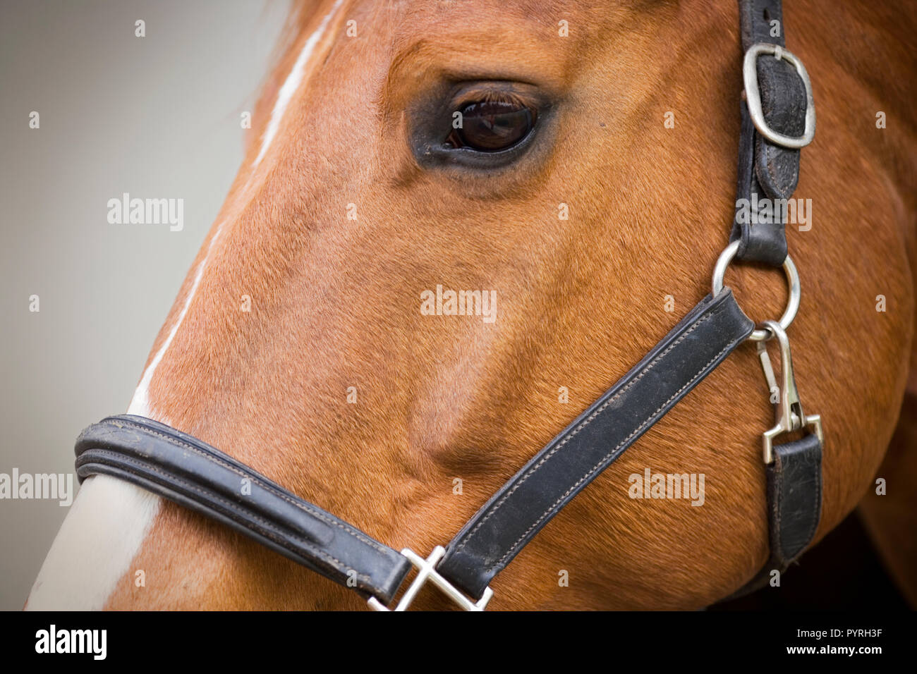 Eye and bridle of a brown horse Stock Photo - Alamy