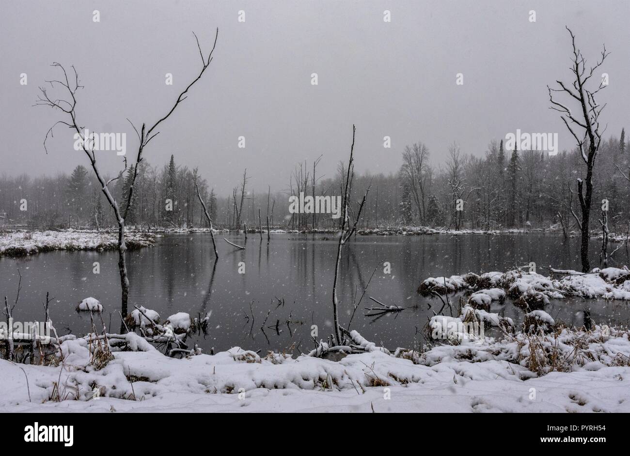 Snow storm in wetlands pond, snow blowing across camera Stock Photo - Alamy