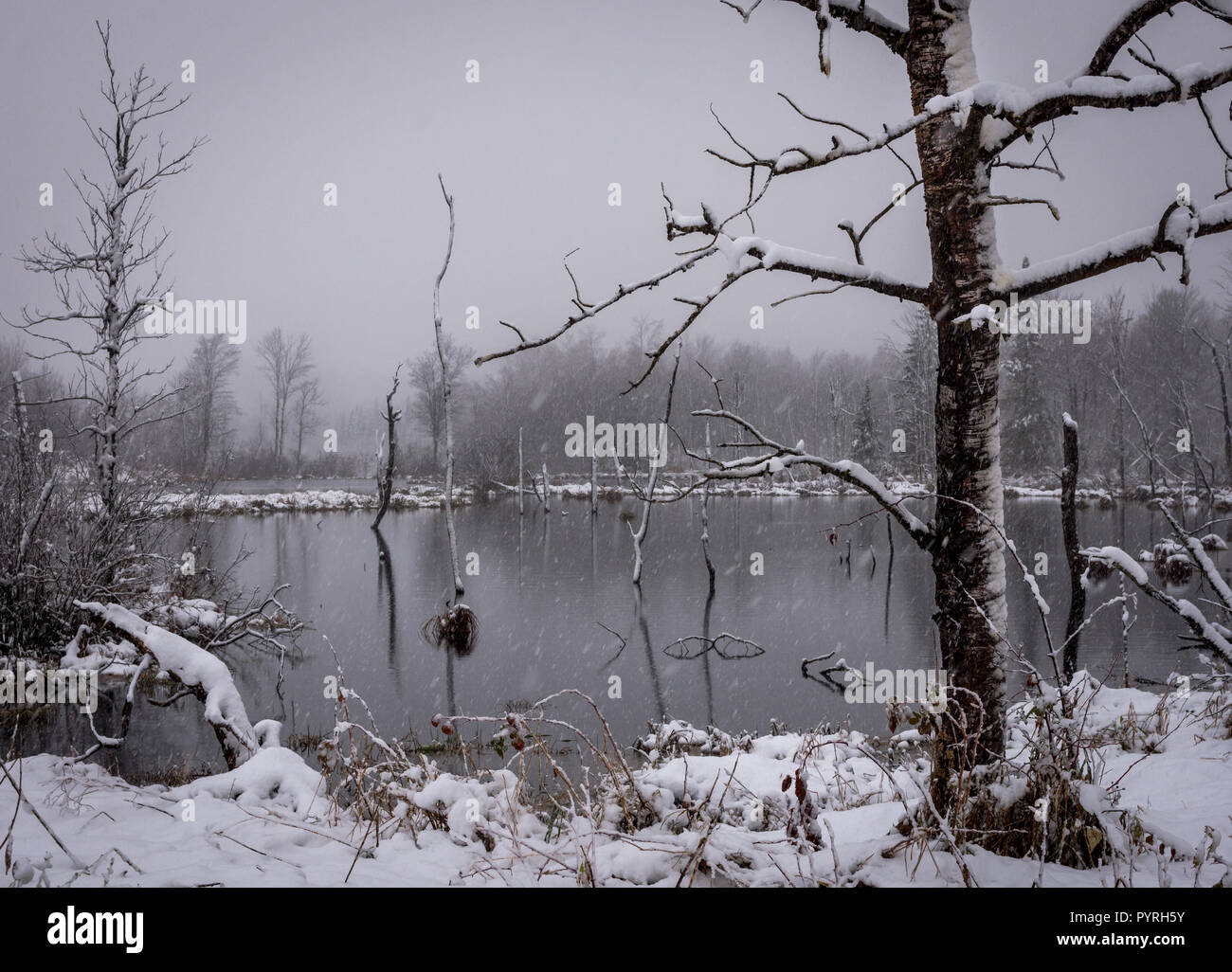 Tree blizzard hi-res stock photography and images - Alamy