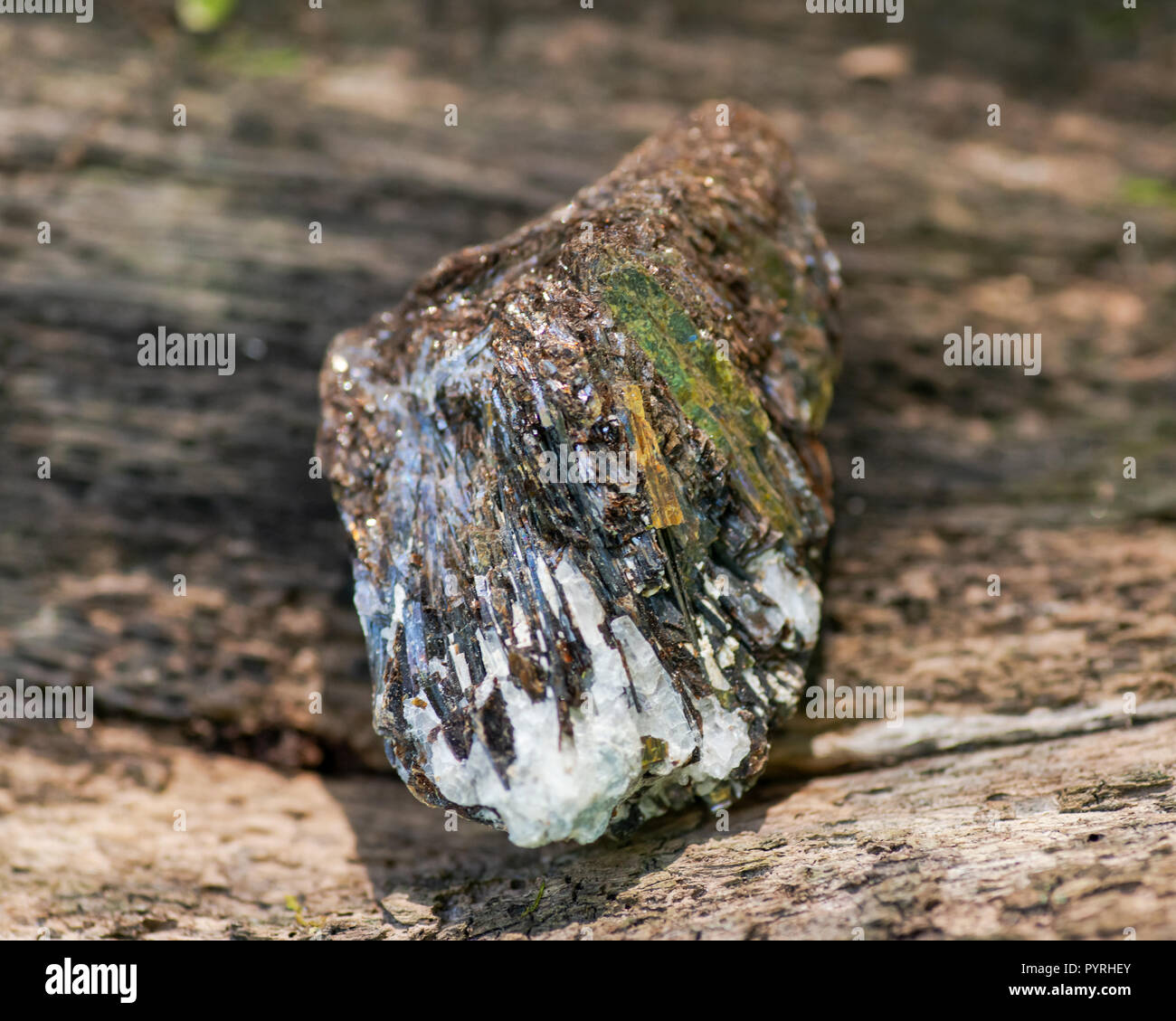 Rough Astrophyllite in matrix specimen from Russia on a tree bark in ...
