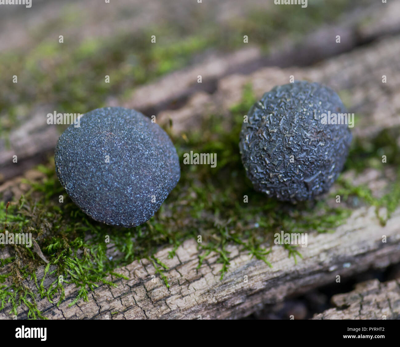 Set of concretion stones from southwest Kansas, USA. Kansas Pop Rocks ...
