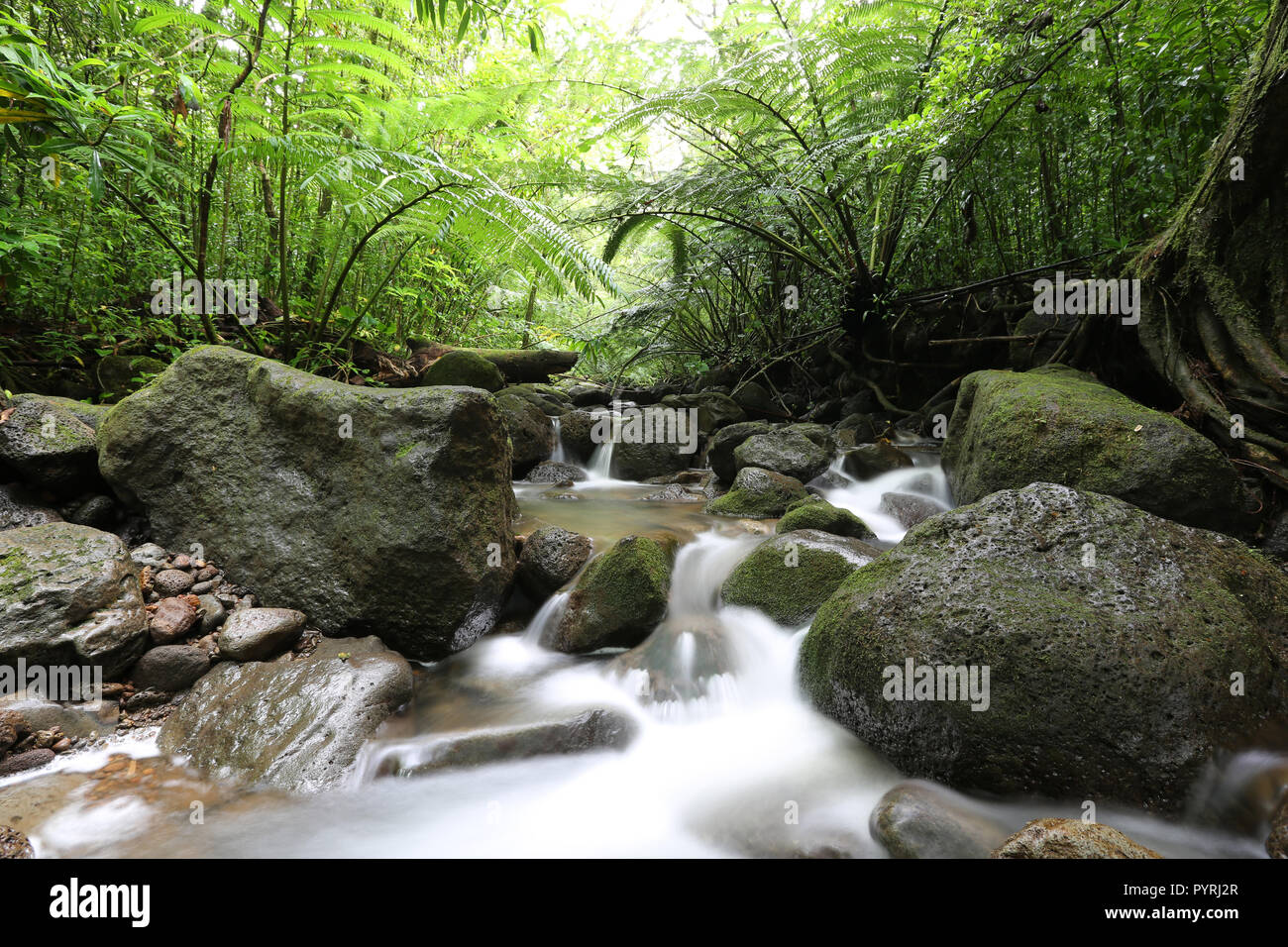 Waihi stream in the lush tropical rainforest, Oahu, Hawaii Stock Photo ...