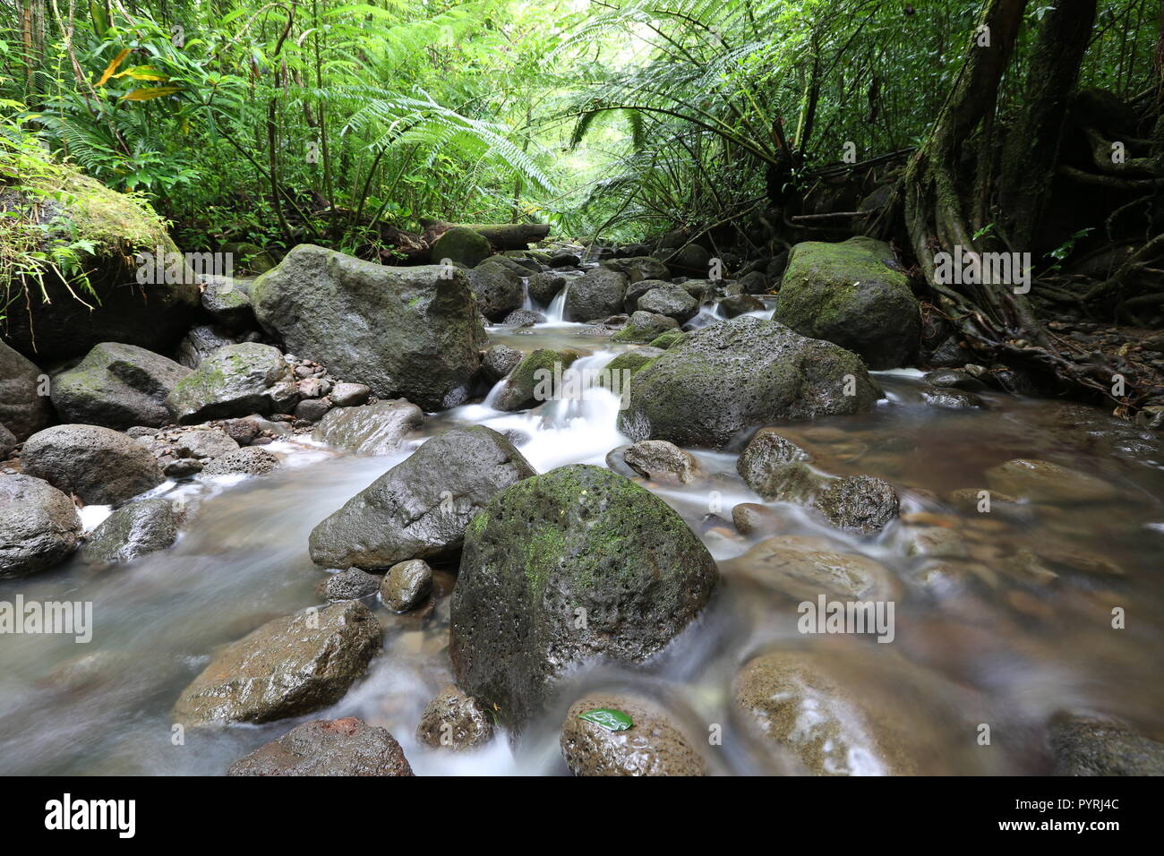 Waihi stream in the lush tropical rainforest, Oahu, Hawaii Stock Photo ...