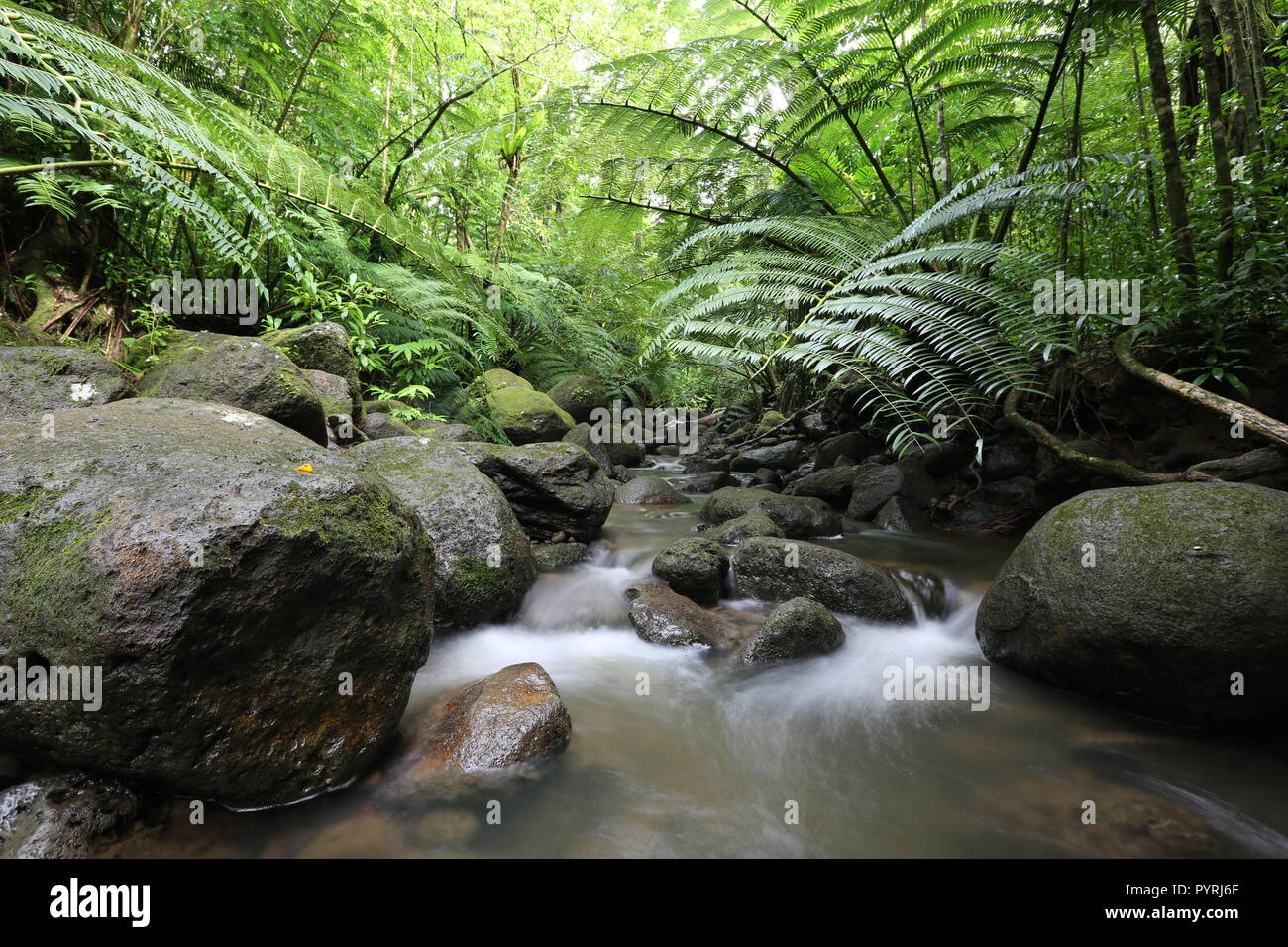 Waihi stream in the lush tropical rainforest, Oahu, Hawaii Stock Photo - Alamy