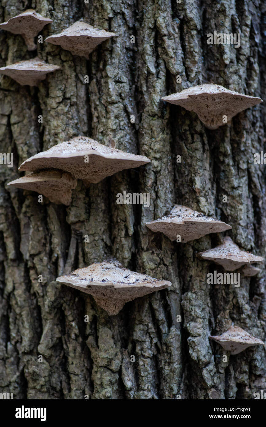 Fungi on dead tree Trametes versicolor, often called the turkey tail ...
