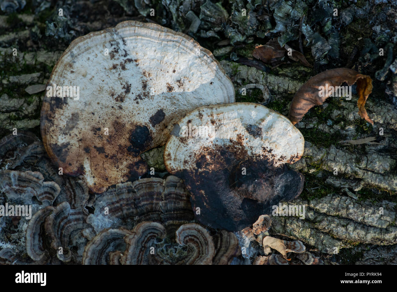 Fungi on dead tree Trametes versicolor, often called the turkey tail ...