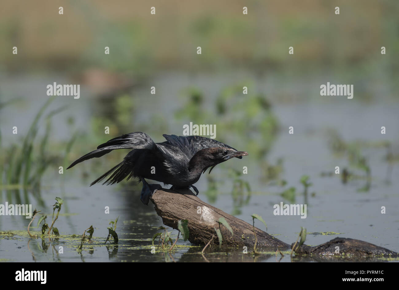 Little Cormorant (Microcarbo niger) taking off Stock Photo - Alamy