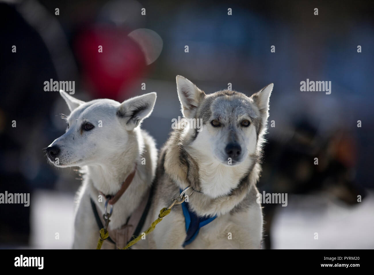 Two working dogs wearing harnesses Stock Photo - Alamy