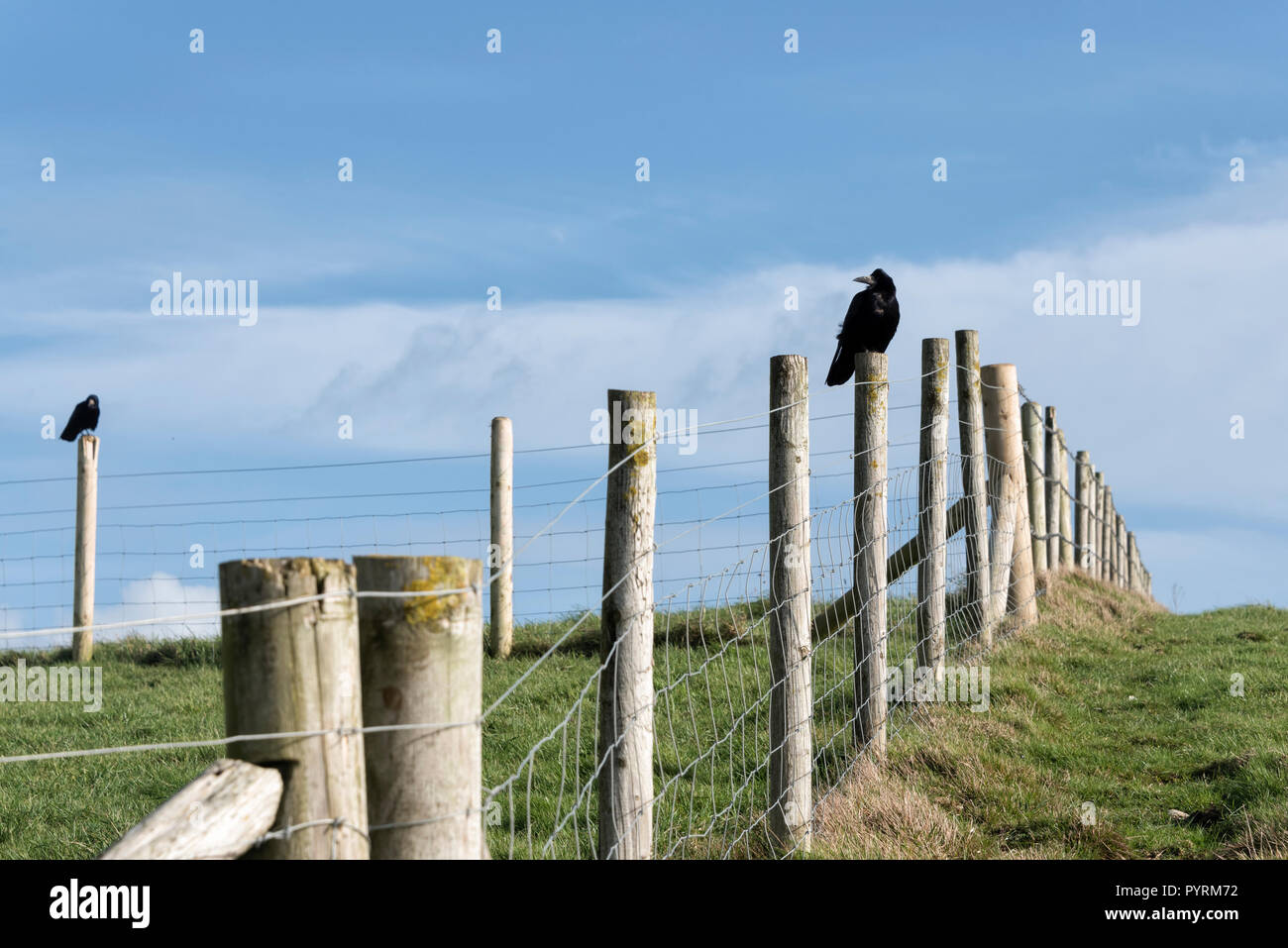 Raven fence hi-res stock photography and images - Alamy