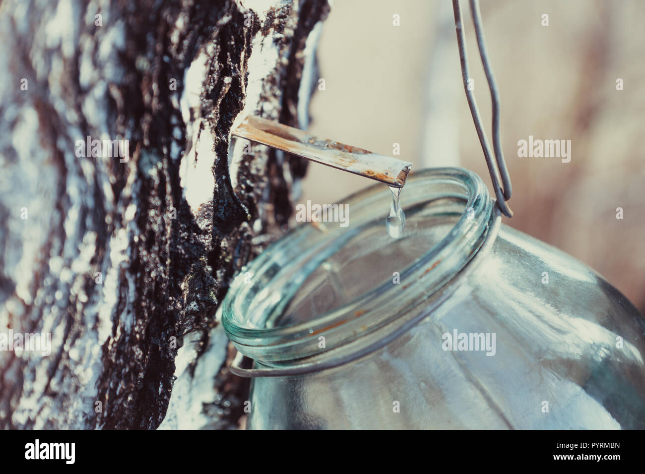 Collecting birch sap in forest hi-res stock photography and images - Alamy