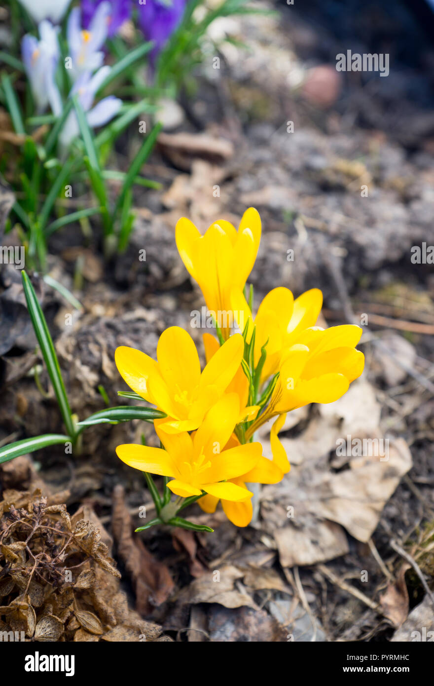 Beautiful crocuses in garden. Shallow depth of field Stock Photo - Alamy