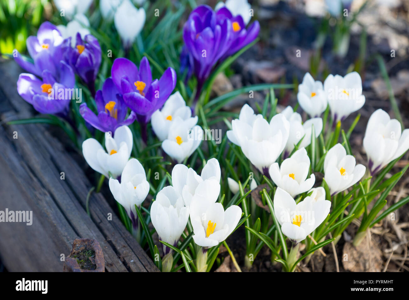 Beautiful crocuses in garden. Shallow depth of field Stock Photo - Alamy
