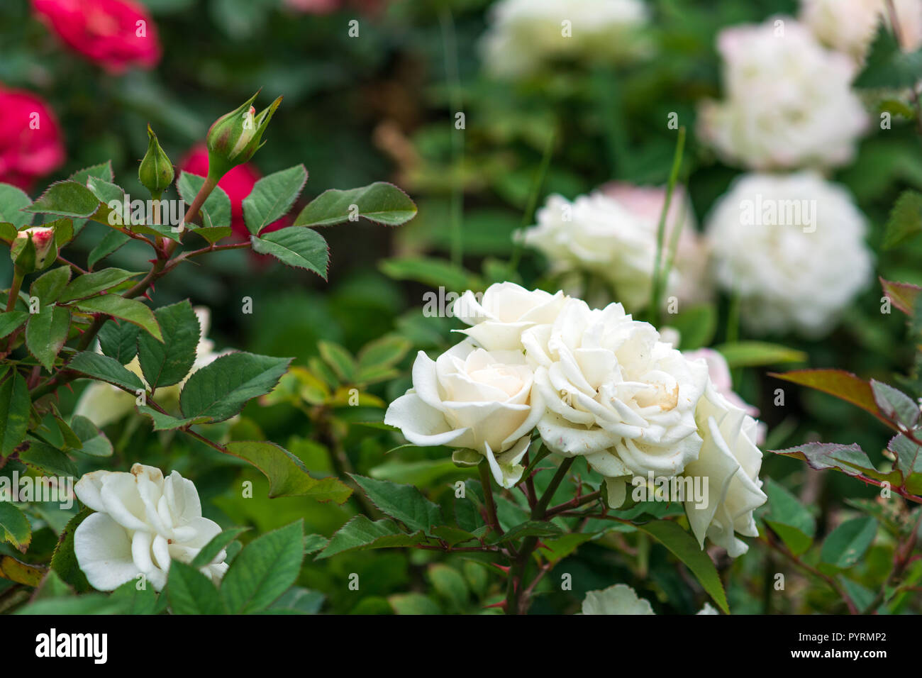 White rose bushes in the garden Stock Photo - Alamy