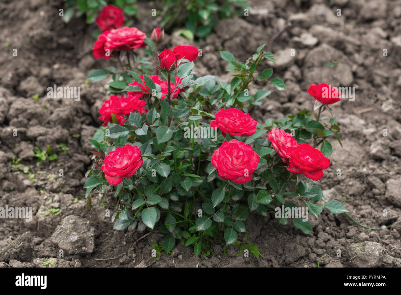 Rose bushes hi-res stock photography and images - Alamy