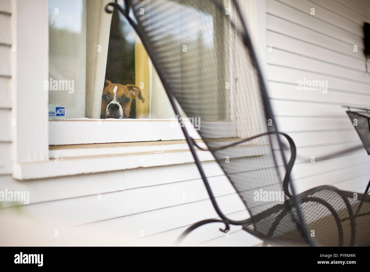 Boxer dog looking out the window Stock Photo - Alamy