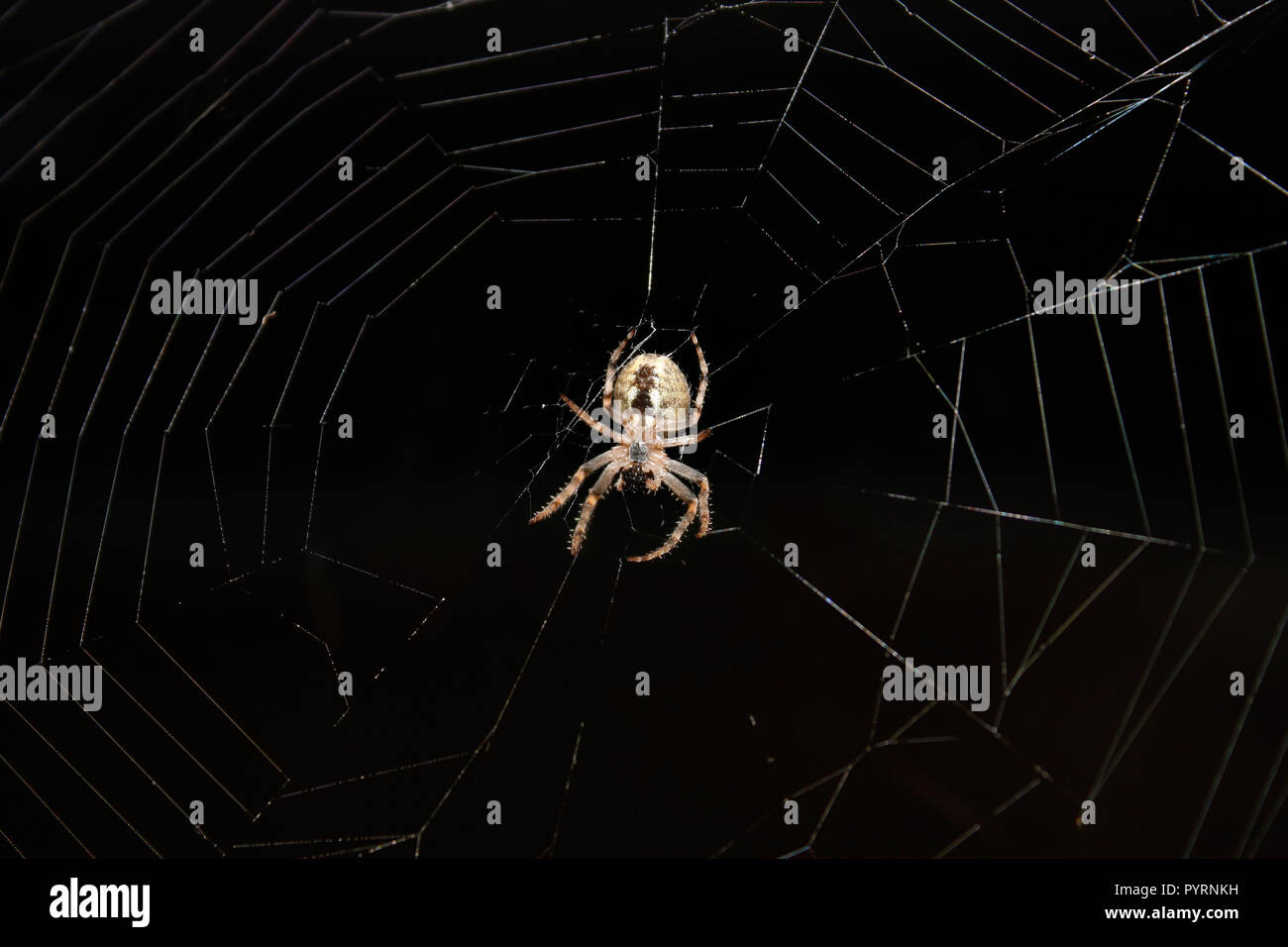 Hanging on a web hi-res stock photography and images - Alamy