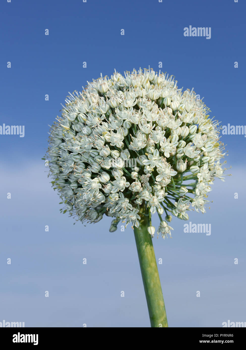 Inflorescence of onion on the background of blue sky. Vertical Stock ...