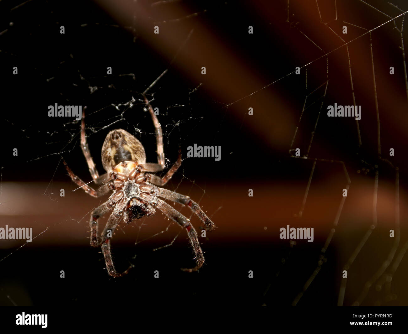 Big spider hanging on a web Stock Photo - Alamy