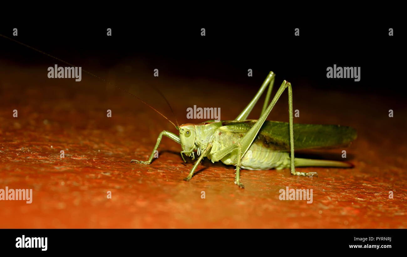 Locust face hi-res stock photography and images - Alamy