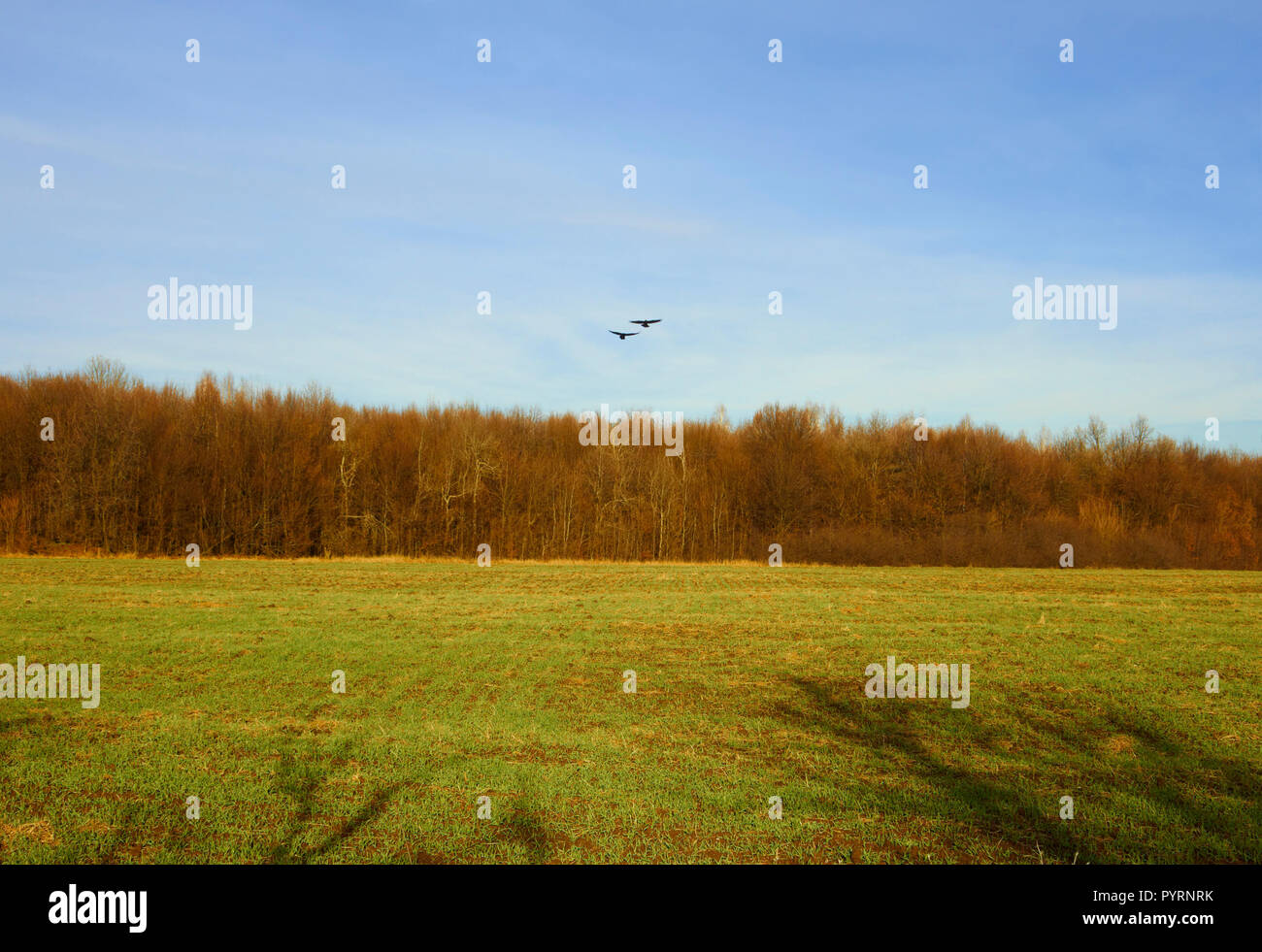 Two crows fly over the forest and field in the late autumn Stock Photo ...