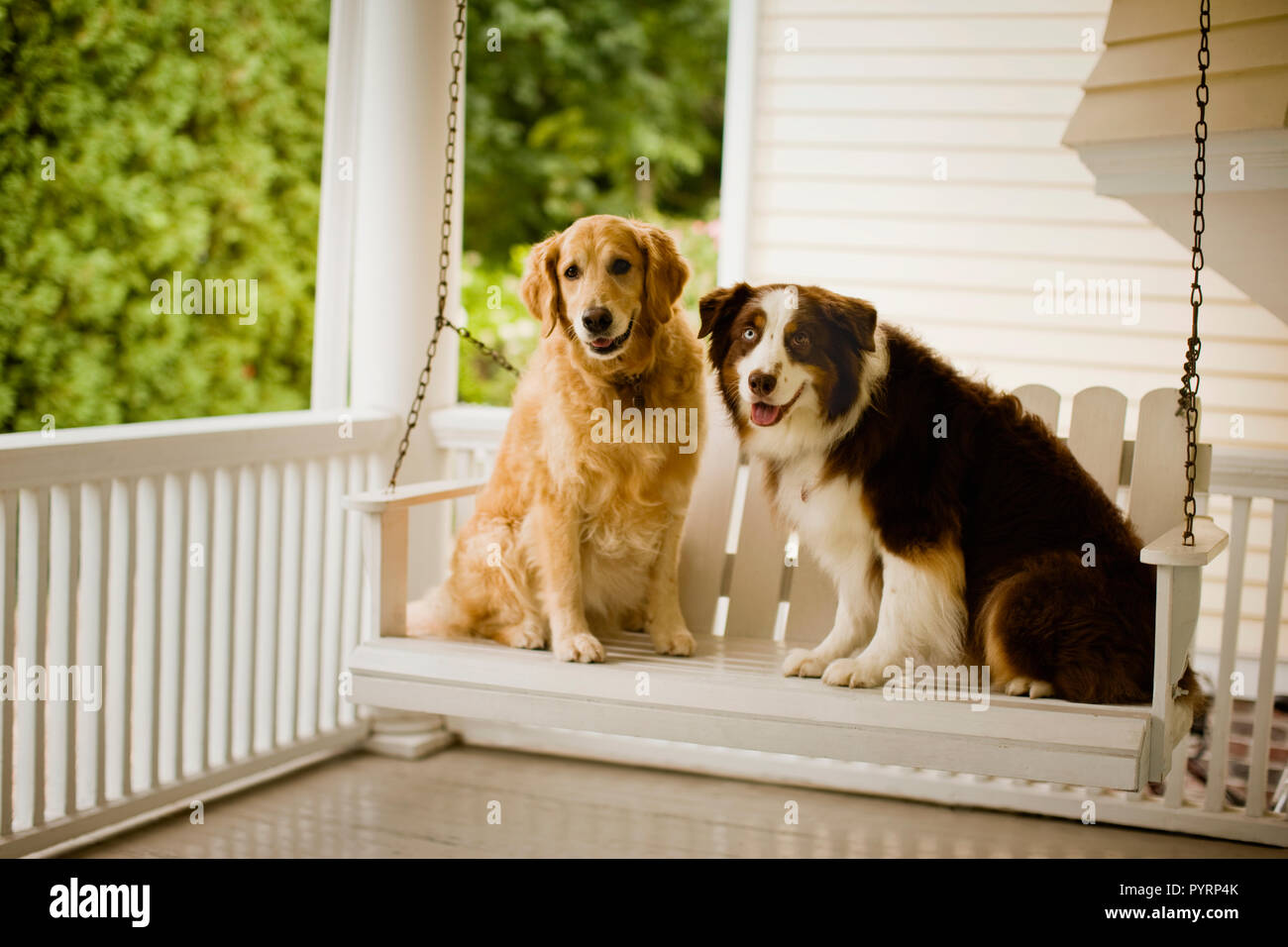 Two dogs sitting together on a porch chair Stock Photo - Alamy