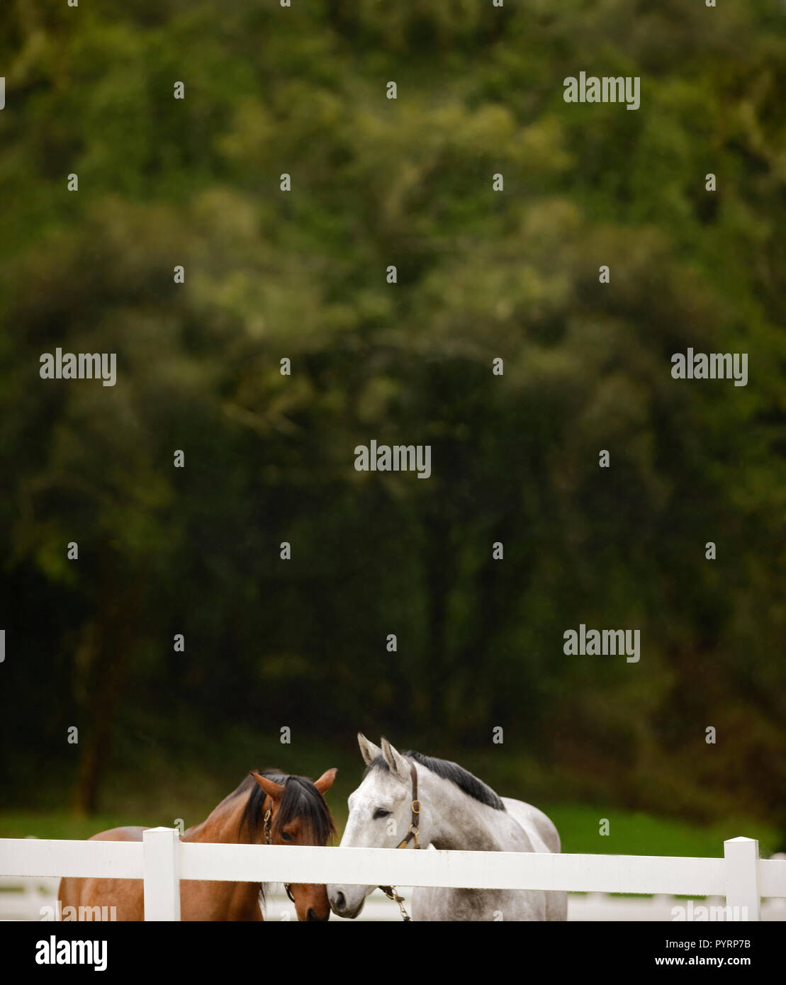 Two horses standing hi-res stock photography and images - Alamy