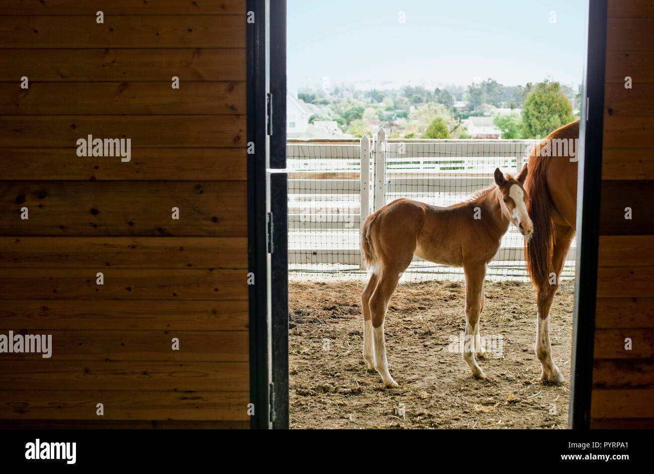 Open field stable hi-res stock photography and images - Alamy