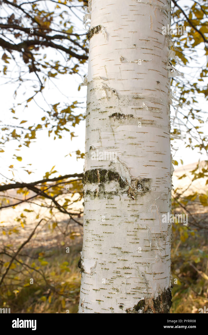 White birch tree in autumn hi-res stock photography and images - Alamy