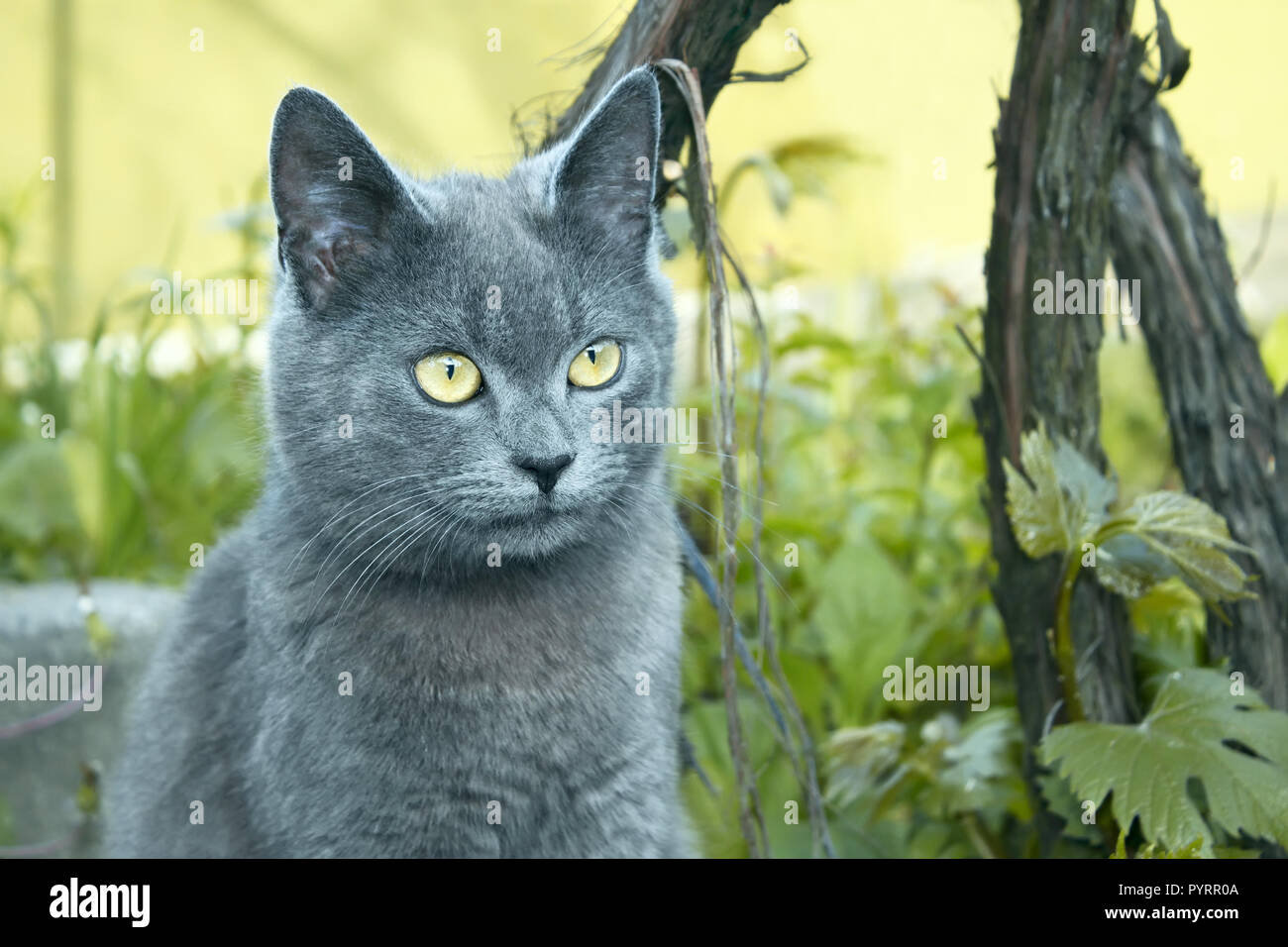 George Bush Eating Cat