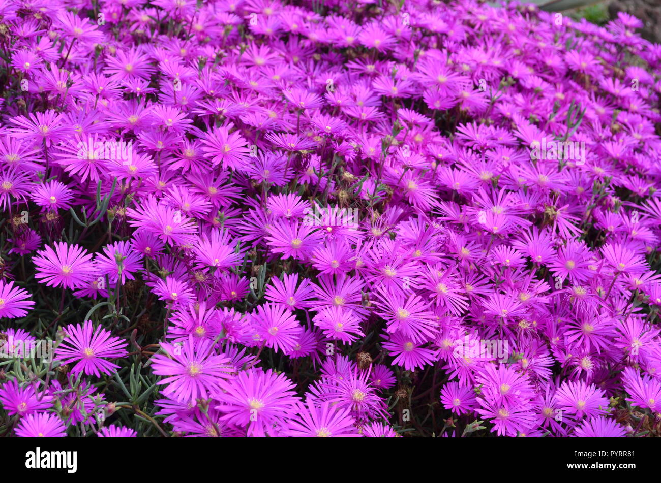 Cliffside flowers hi-res stock photography and images - Alamy