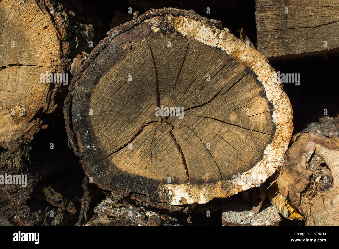Cut tree stump surface as a background texture Stock Photo - Alamy