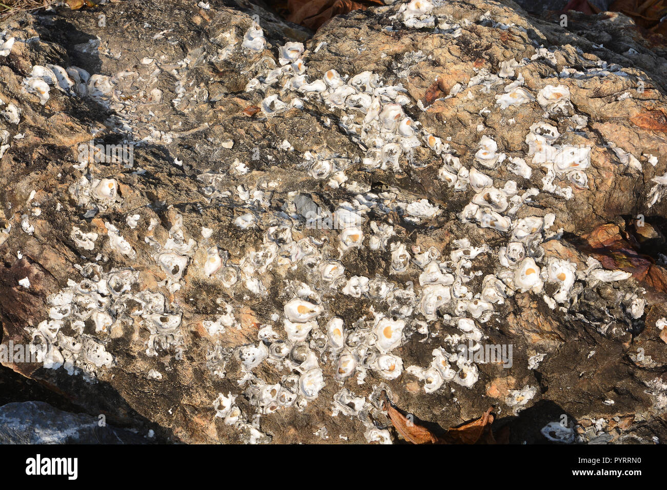 shell on the stone texture Stock Photo - Alamy