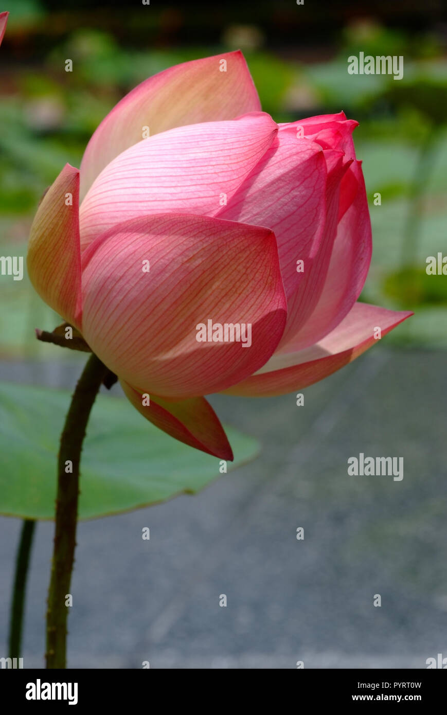 Nelumbium speciosum hi-res stock photography and images - Alamy