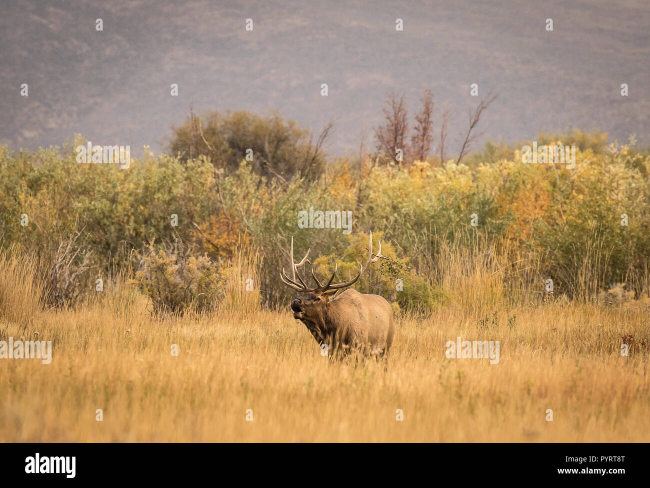 Bugling bull hi-res stock photography and images - Alamy