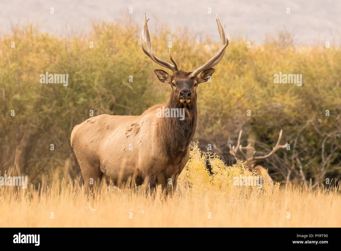 Three Antlered Bull III Stock Photo - Alamy