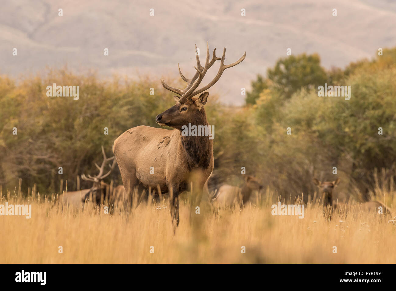 Three hunting horns hi-res stock photography and images - Alamy