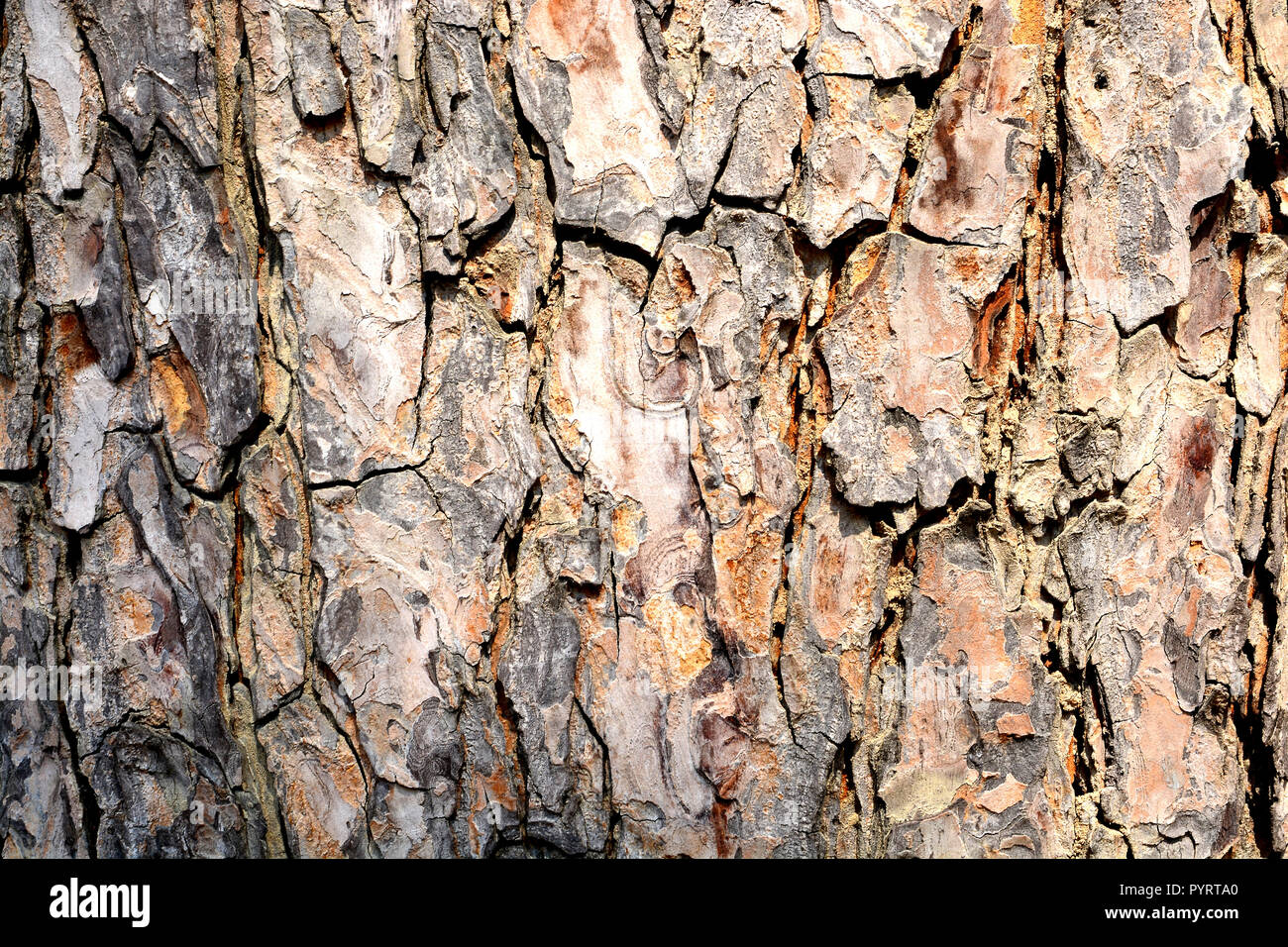 the tree side view of old wood texture in forest. Can be used as ...