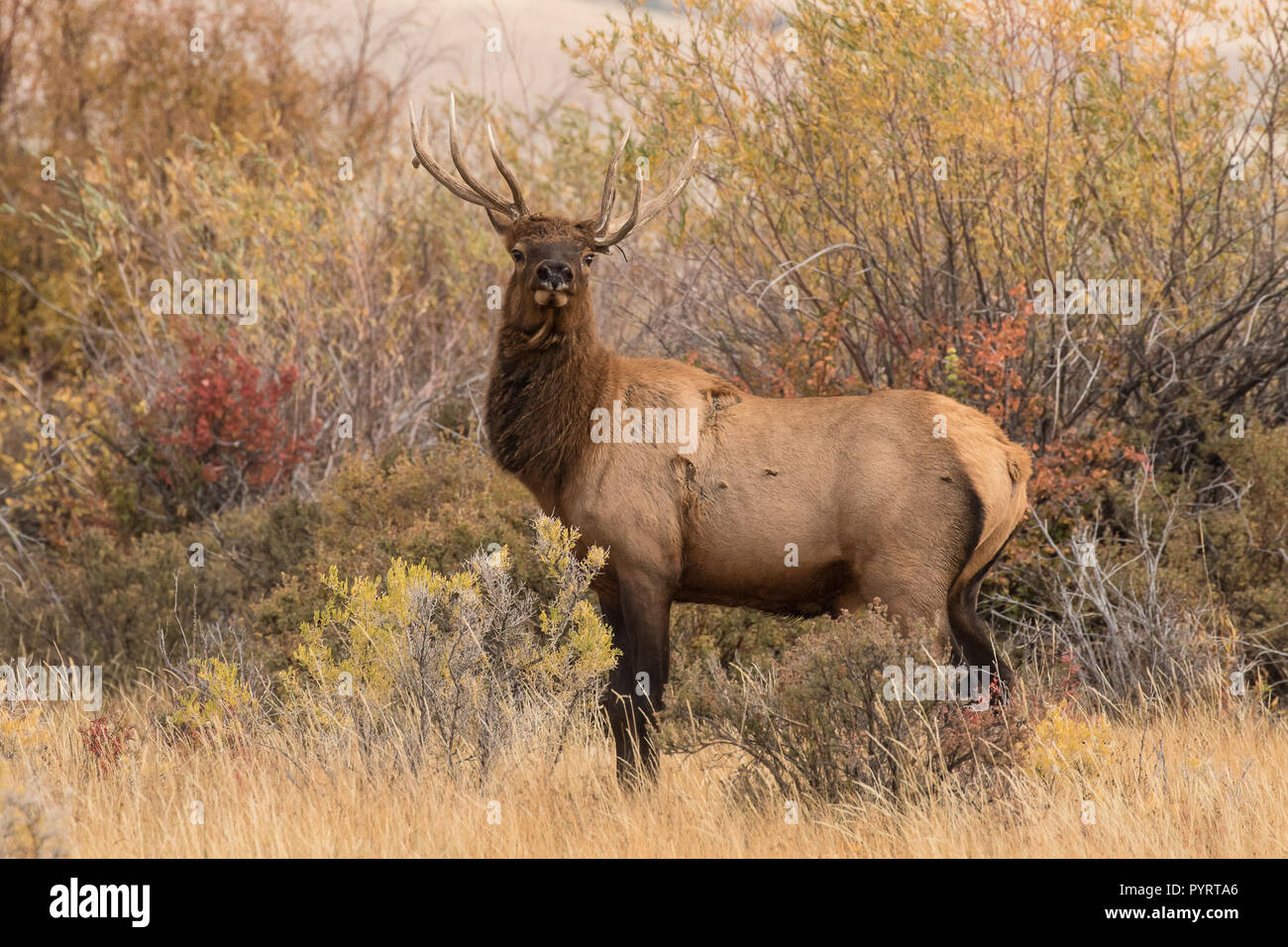 Young male elk horns hi-res stock photography and images - Alamy