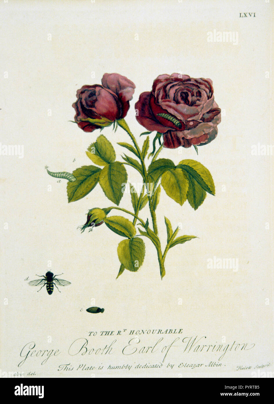 Colored illustration of the lifecycle of a fly, from maggot to fly ...