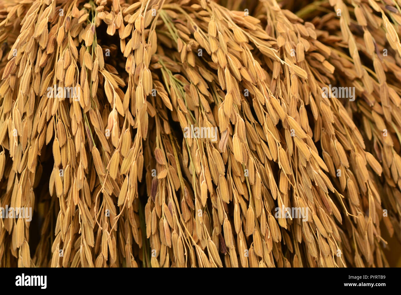 Close up of paddy background Stock Photo - Alamy