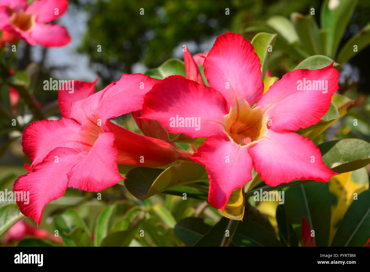 Red Desert Flower, adenium obesum Stock Photo - Alamy