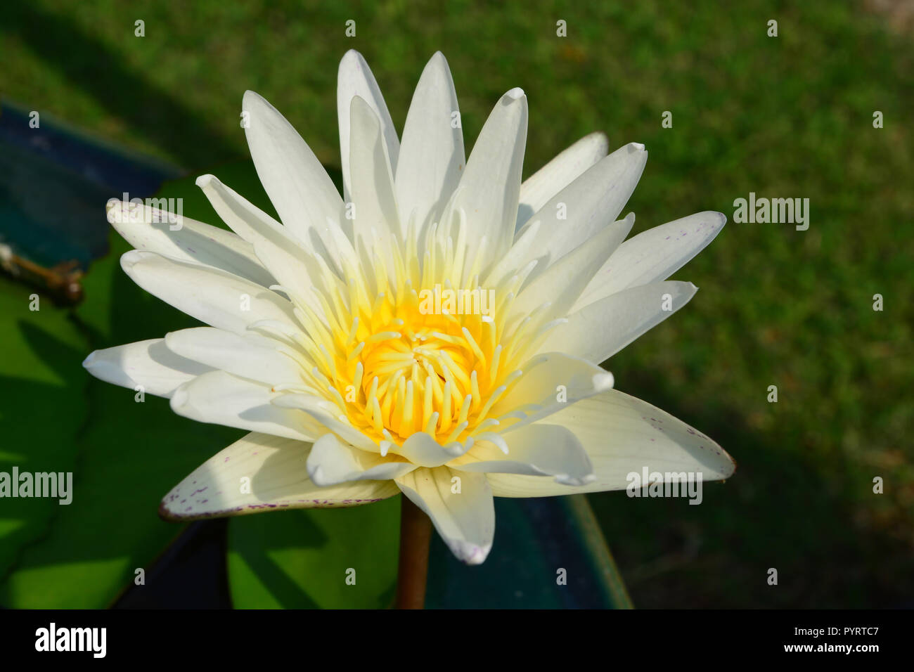 Lotus rare flower. Symbol of purity Stock Photo - Alamy
