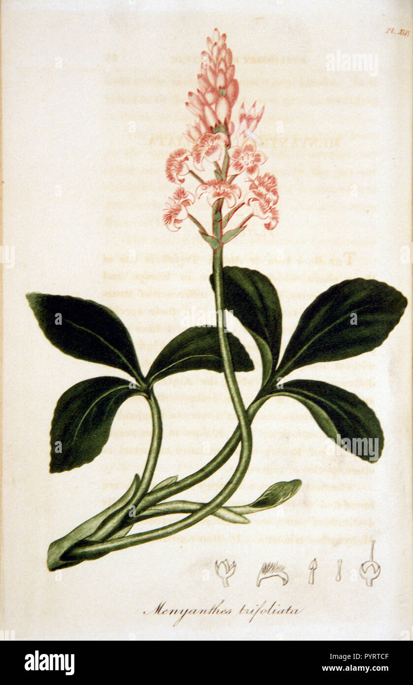 Colored engraving of a flowering buck bean plant Stock Photo - Alamy