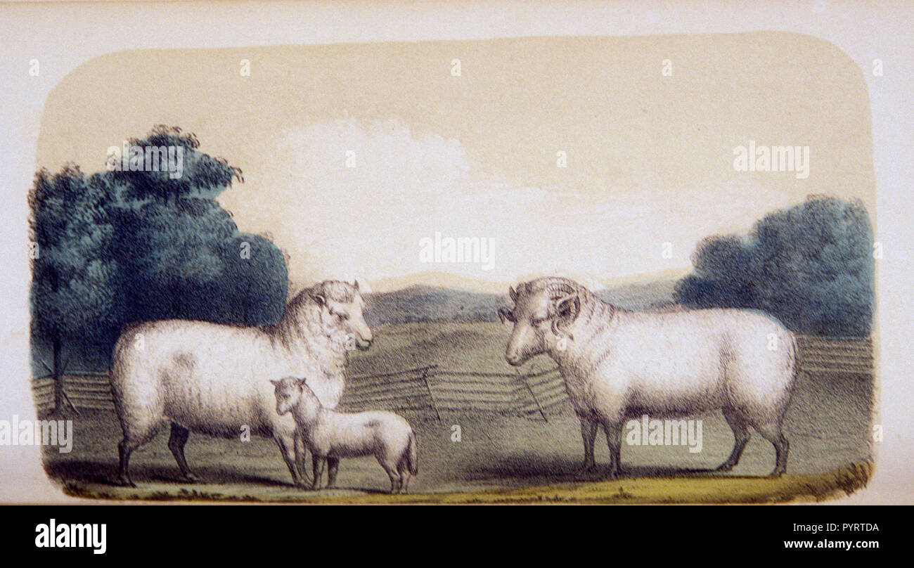 Illustration of a ram, ewe, and lamb in a land enclosure Stock Photo ...