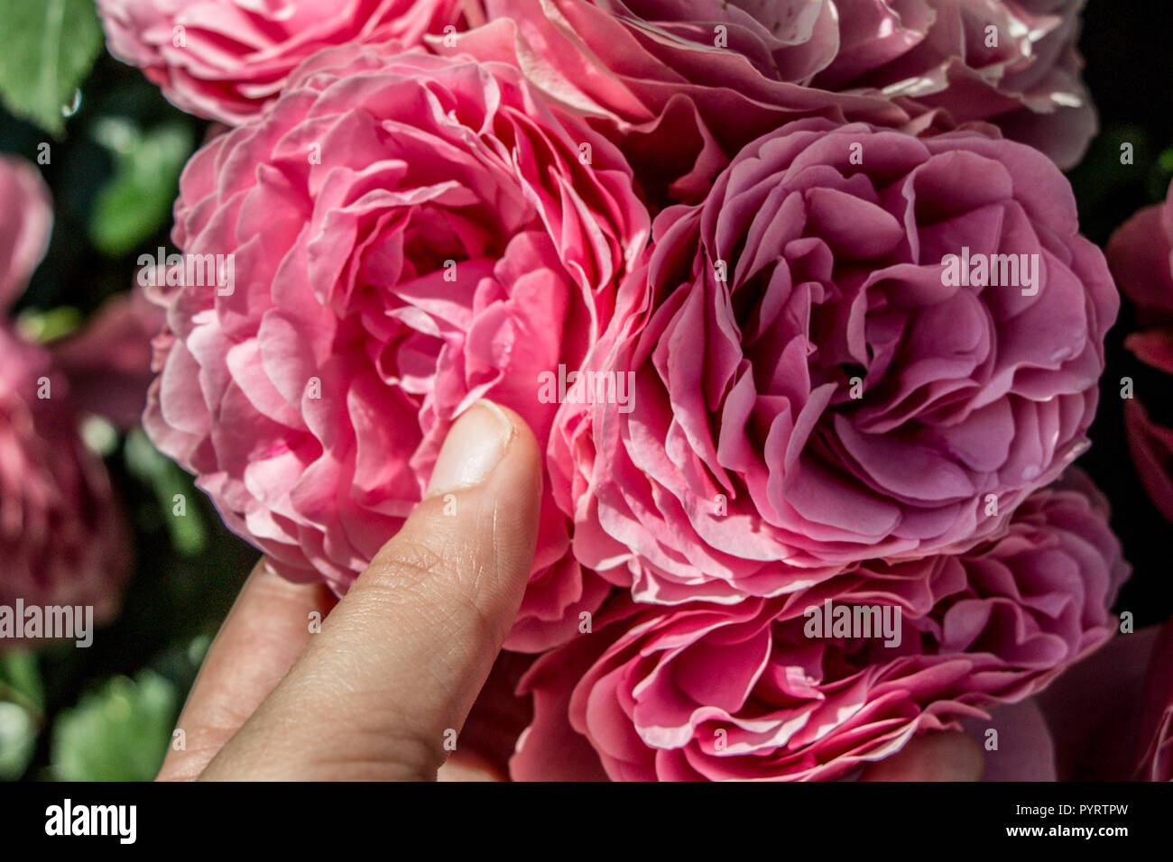 Hand holding some roses in the rose garden Stock Photo - Alamy